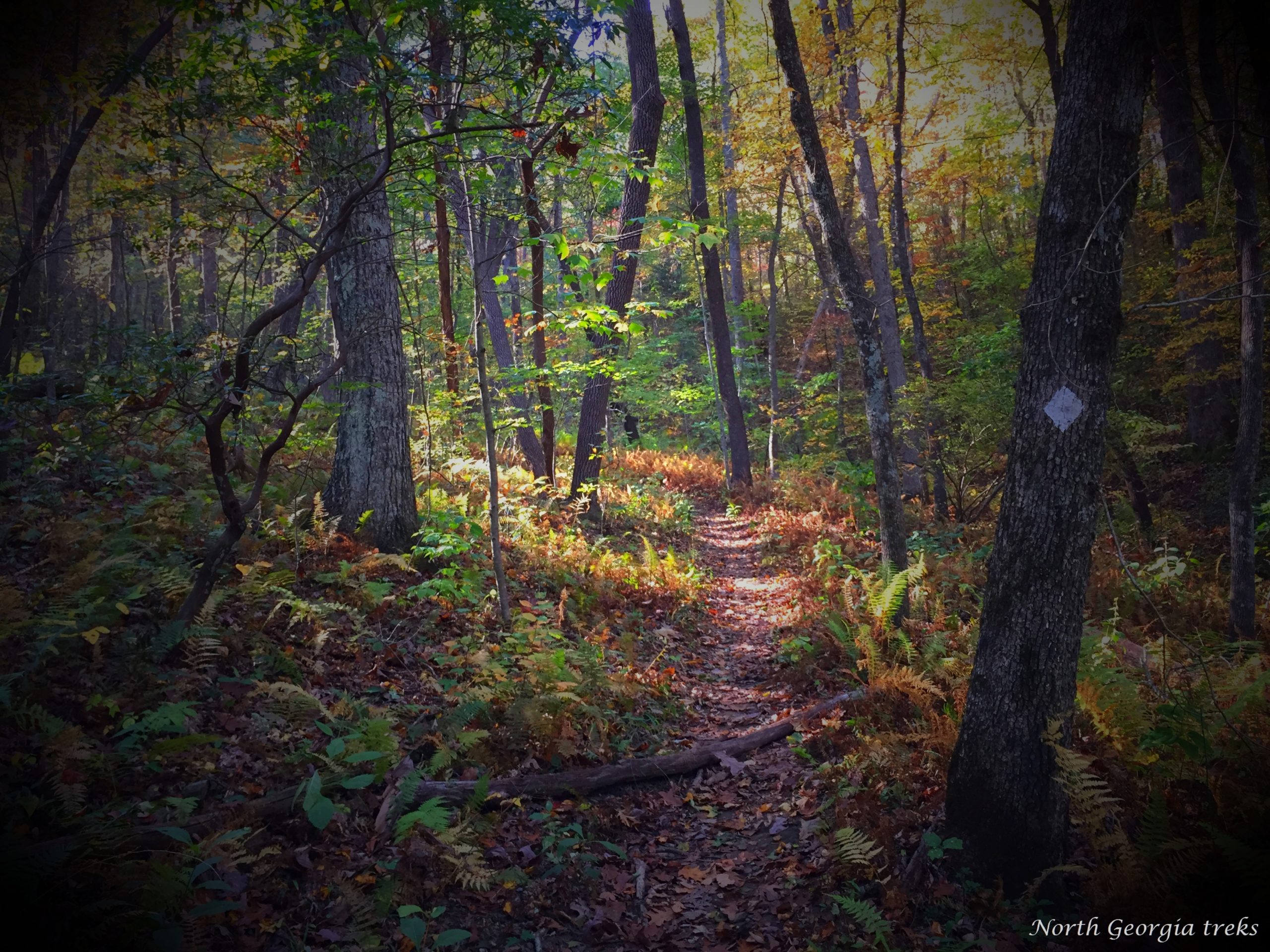 Benton MacKaye - Big Stamp Gap - Benton MacKaye Trail Association